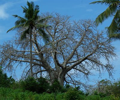 Baobab Tree (Adansonia digitata), packet of 5 seeds | Strictly ...