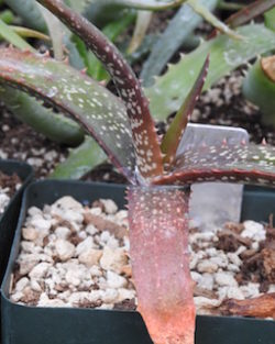 Aloe macrocarpa (Zebra Aloe) plant, organic | Strictly Medicinal Seeds