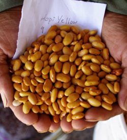 Product categories BEANS AND CORN | Strictly Medicinal Seeds