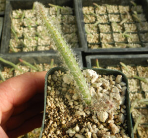 Cactus grandiflorus (Selenicereus grandiflorus) potted plant, organic ...