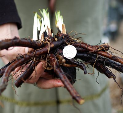 Comfrey, Russian Live Root Cutting (Bocking 14 Cultivar), organic ...