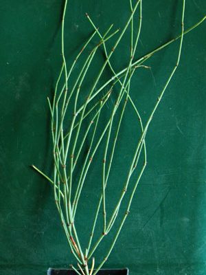 Mormon Tea Green (Ephedra viridis) potted plant, organic | Strictly ...
