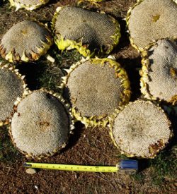 Sunflower, Hopi Black Dye (Helianthus annuus), packet of 30 seeds ...