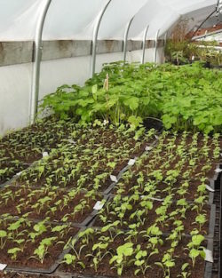 Ashitaba, Standard (Angelica keiskei koidzumi), potted plant, organic ...