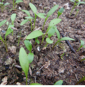 Ashitaba, (Angelica keiskei koidzumi) seeds, organic | Strictly ...