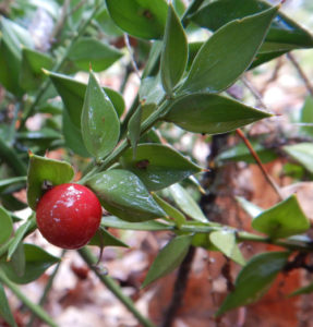 Butcher’s Broom (Ruscus aculeatus) potted plant, organic | Strictly ...