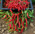 Pepper, Cayenne, Official (Capsicum frutescens) seeds, organic ...