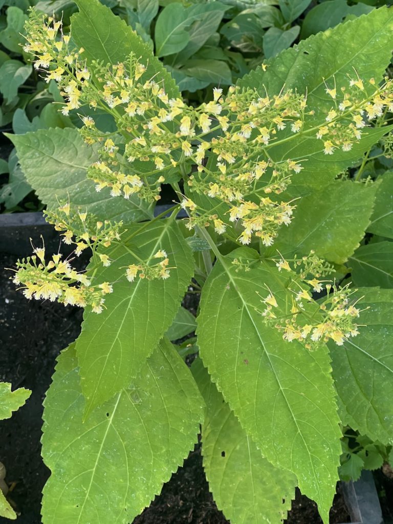 Stoneroot (Collinsonia canadensis) potted plant, organic | Strictly ...