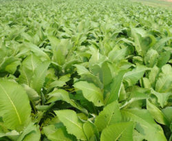 Elecampane, Official (Inula helenium) seeds, organic | Strictly ...