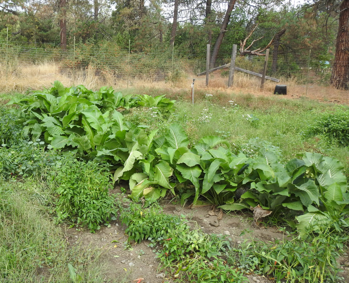 Elecampane, Official (Inula helenium) seeds, organic | Strictly ...