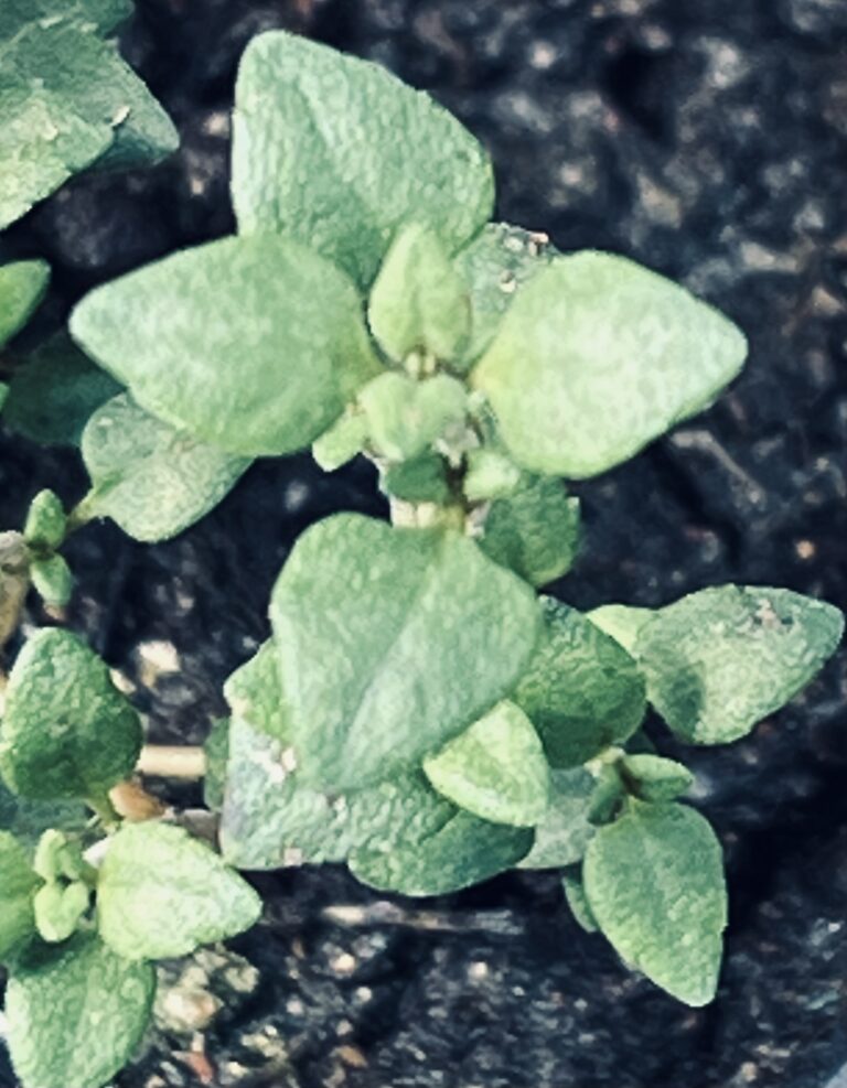 Thyme, English Broadleaf (Thymus vulgaris) potted plant, organic | Strictly Medicinal Seeds
