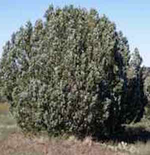 Juniper, One-seeded (Juniperus monosperma), packet of 20 seeds ...