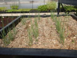 Ma-huang (Ephedra sinica) potted seedling, organic | Strictly Medicinal ...