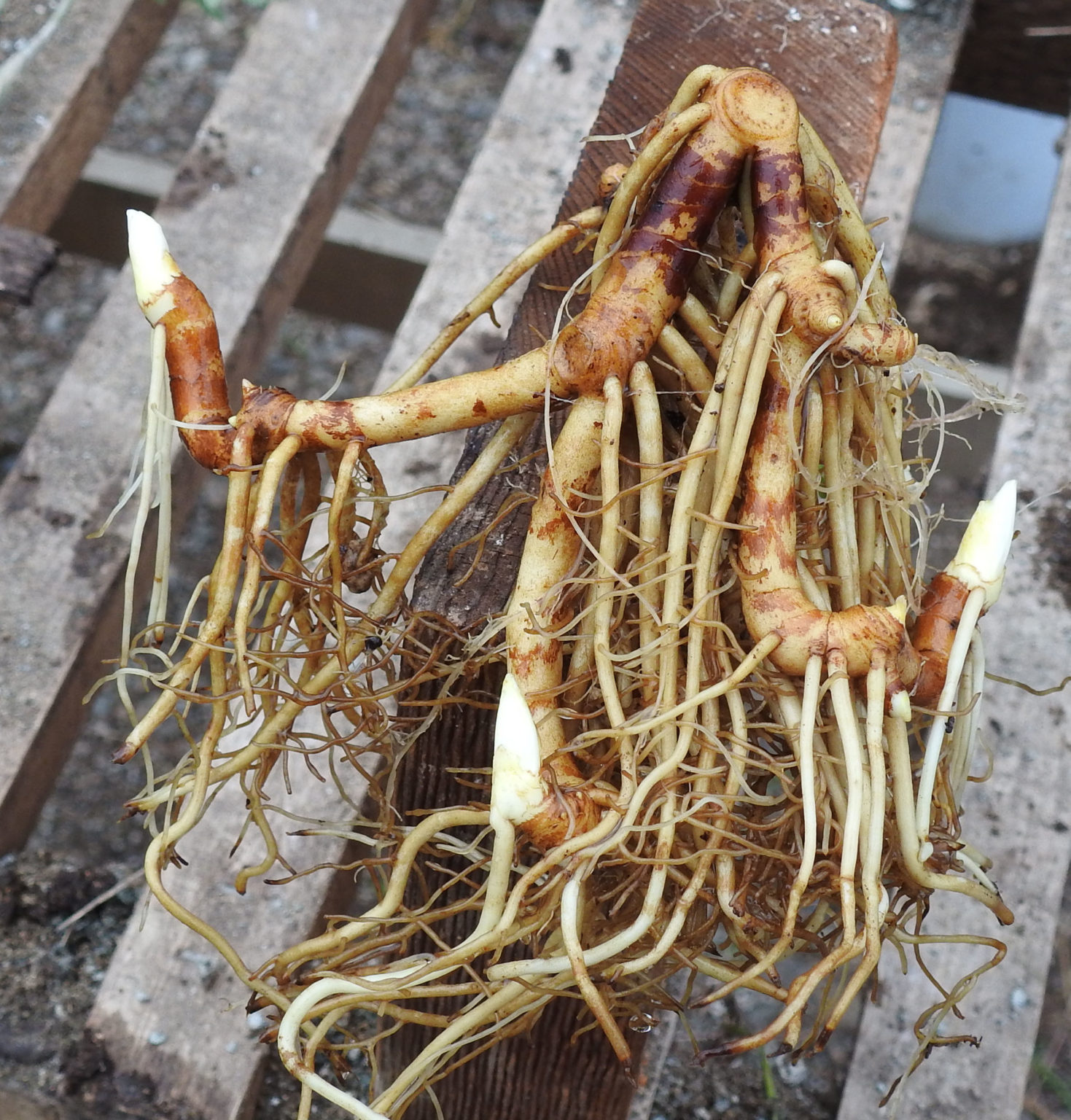 Mayapple, American Live root (Podophyllum peltatum), Organic | Strictly ...