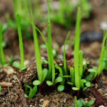 Astragalus (Astragalus membranaceus), packet of 50 seeds, organic ...
