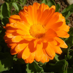 Calendula, Orange (Calendula officinalis) seeds, organic | Strictly ...
