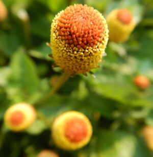 Spilanthes, Official (Acmella oleracea) seeds, organic | Strictly Medicinal Seeds