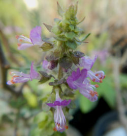 Tulsi, Temperate — Holy Basil (Ocimum africanum) seeds, organic ...