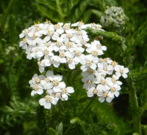 Yarrow, Official (Achillea millefolium) seeds, organic | Strictly ...