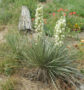 Yucca, Soapweed (Yucca glauca), packet of 20 seeds | Strictly Medicinal ...