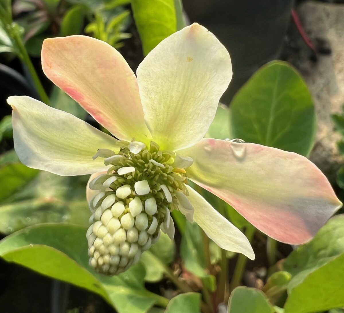 Yerba Mansa (Anemopsis californica) potted plant, organic | Strictly ...