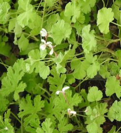 Geranium, Scented “Lemon Balm” (Pelargonium melissimum) plant, organic ...