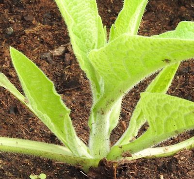Comfrey, True (Symphytum officinale var patens), packet of 20 seeds ...