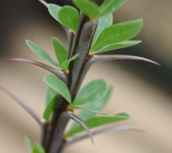 Ocotillo (Fouquieria splendens), packet of 20 seeds | Strictly ...