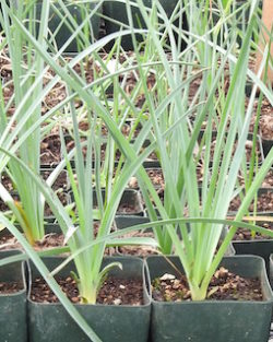 Product categories MEDICINAL HERB PLANTS A – D | Strictly Medicinal Seeds