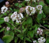 Valerian, Indian (Valeriana jatamansii) potted plant, organic ...