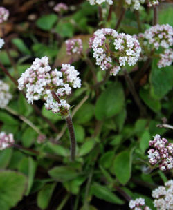 Valerian, Official Plant (Valeriana officinalis), organic | Strictly ...