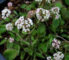 Valerian, Indian (Valeriana jatamansii) potted plant, organic ...