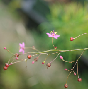Fame Flower (Talinum paniculatum), packet of 100 seeds, organic ...