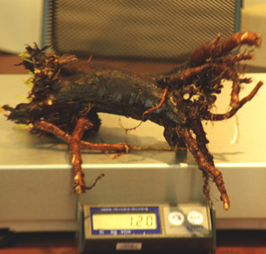 Comfrey, True (Symphytum officinalis) potted plant, organic | Strictly ...