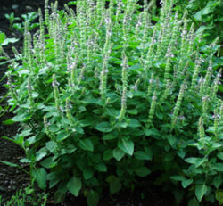 Tulsi, Temperate — Holy Basil (Ocimum africanum) potted plant, organic ...
