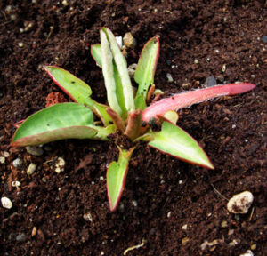Yerba Mansa (Anemopsis californica) potted plant, organic | Strictly ...