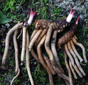Yerba Mansa (Anemopsis californica), packet of 20 seeds | Strictly ...