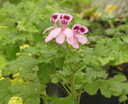 Geranium, Scented “Fair Ellen”, (Pelargonium quercifolium) plant ...