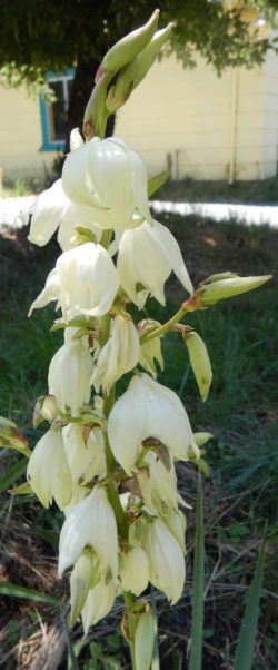 Yucca, Common (Yucca filamentosa), packet of 20 seeds | Strictly ...