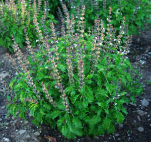 Basil, Kivumbasi Lime (Ocimum canum), packet of 50 seeds, organic ...