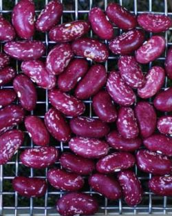 Product categories BEANS AND CORN | Strictly Medicinal Seeds