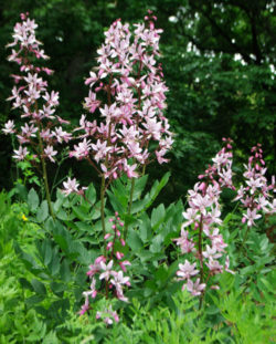 Burning Bush (Dictamnus purpureus), packet of 20 seeds, organic ...