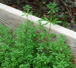 Cleavers (Galium aparine), packet of 30 seeds, organic | Strictly ...