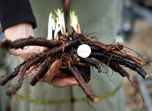 Comfrey, Russian Root Crown Cutting (Bocking 14 Cultivar), organic ...