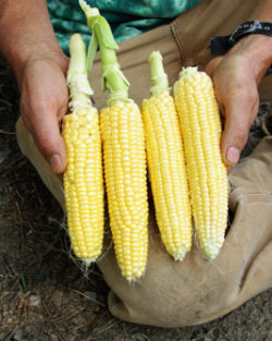 Product categories BEANS AND CORN | Strictly Medicinal Seeds