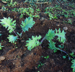 Kale, Winter Red (Brassica napus), packet of 200 seeds, organic ...