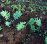 Kale, Winter Red (Brassica napus), packet of 200 seeds, organic ...