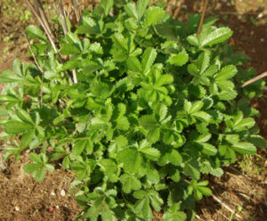 Tormentil (Potentilla tormentilla), packet of 30 seeds, organic [WA NO ...