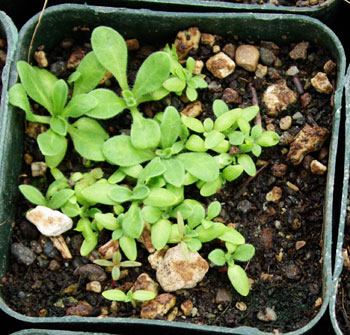 Dream Root, Xhosa (Silene capensis) packet of 30 seeds, organic ...