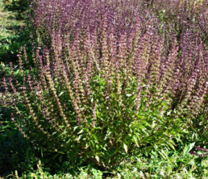 Basil, Kivumbasi Lime (Ocimum canum), packet of 50 seeds, organic ...